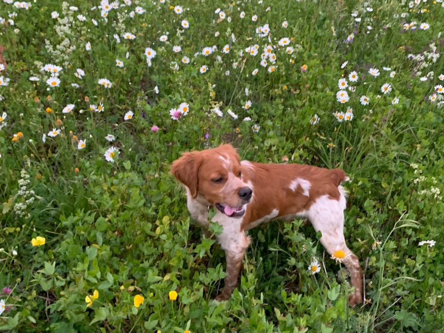 Щенок эпаньол Бретон