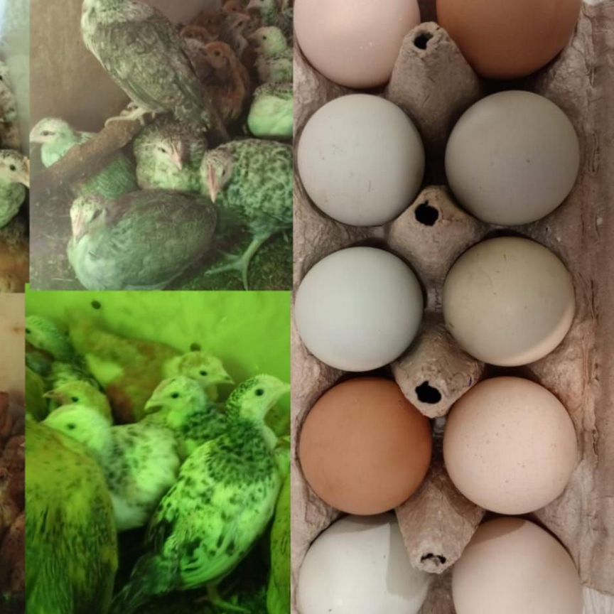 Цыплята несушки подрощенные