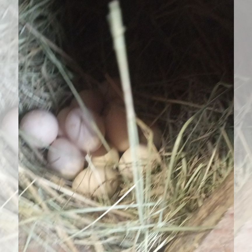 Инкубационное яйцо падуана