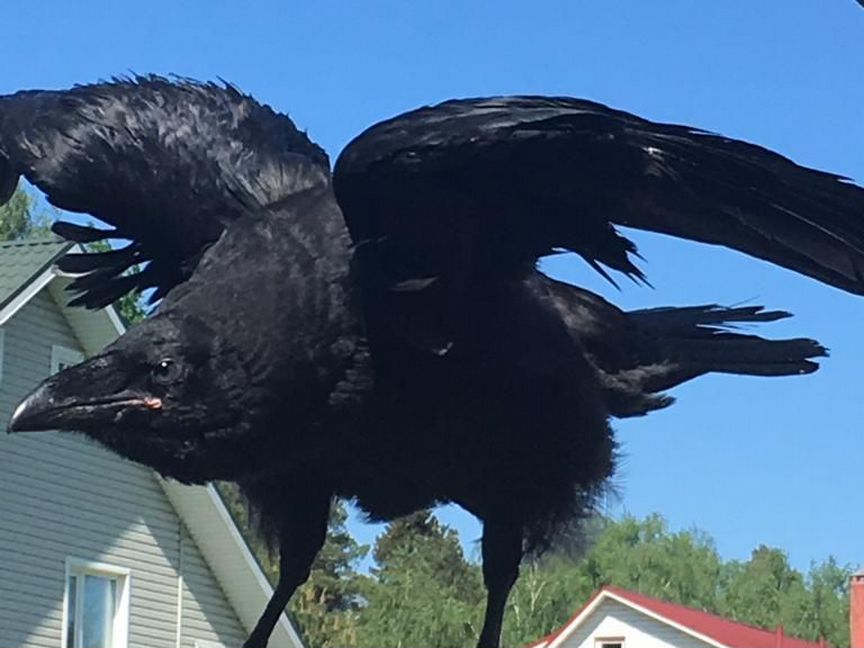 Самая преданная птица