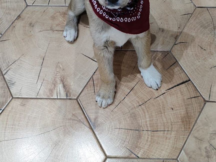 Щенок в добрые руки