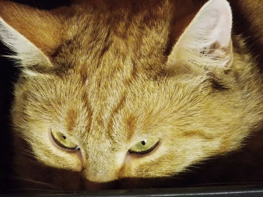 Рыжая стерилизованная кошка