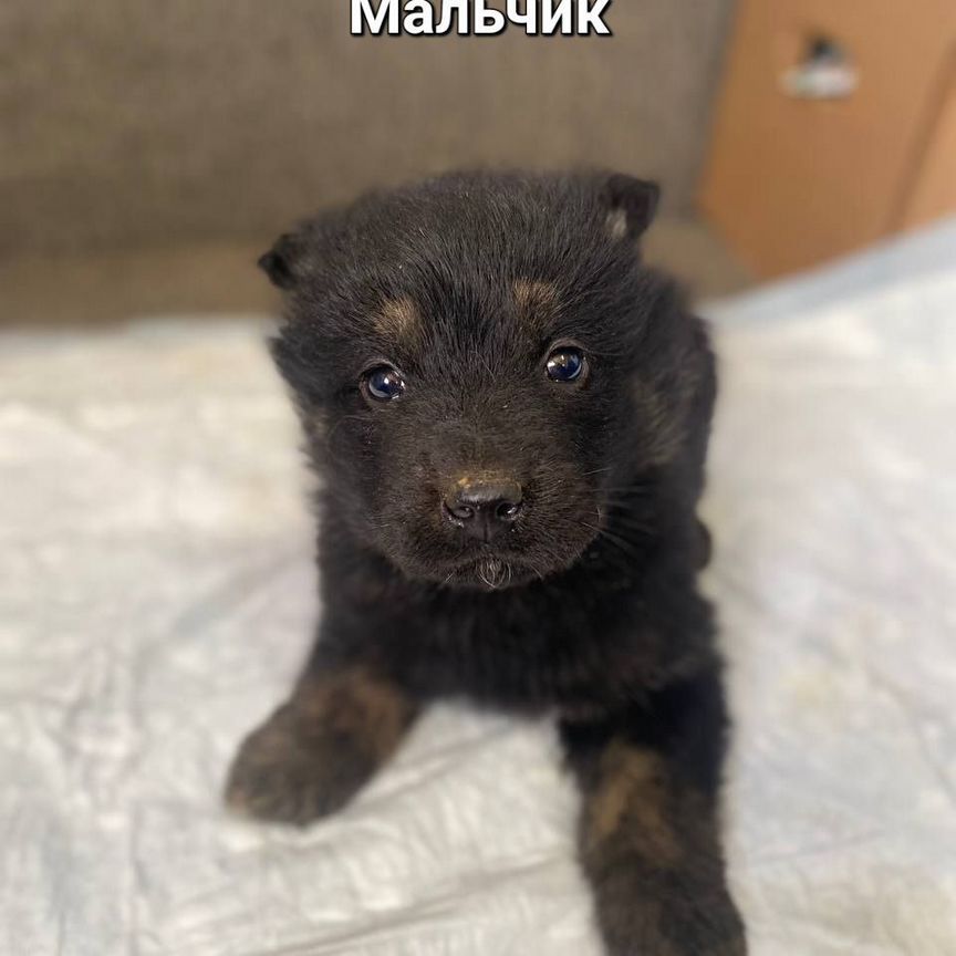 Щенок в добрые руки