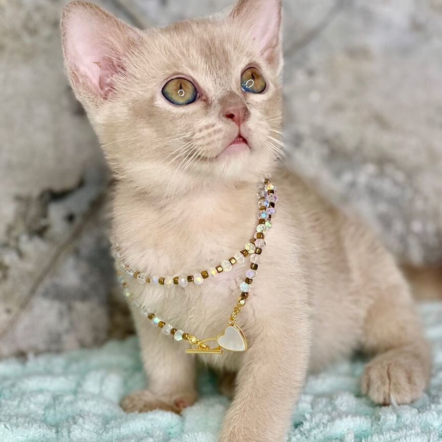 Европейская бурманская лиловые котята