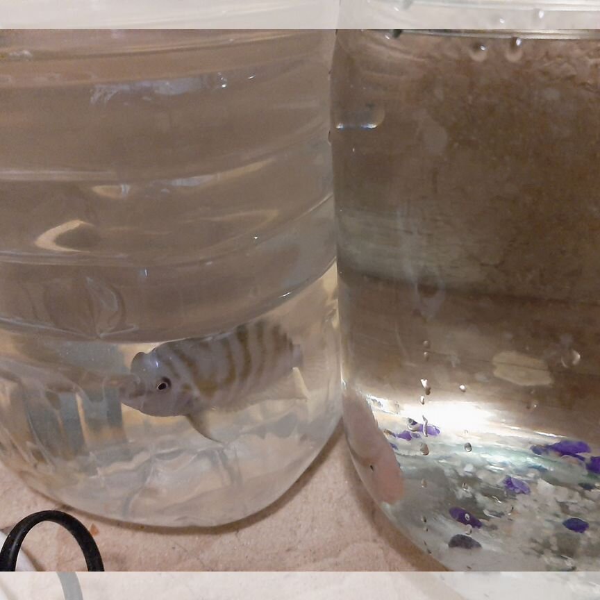 Отдаю рыбок цихлид разного размера