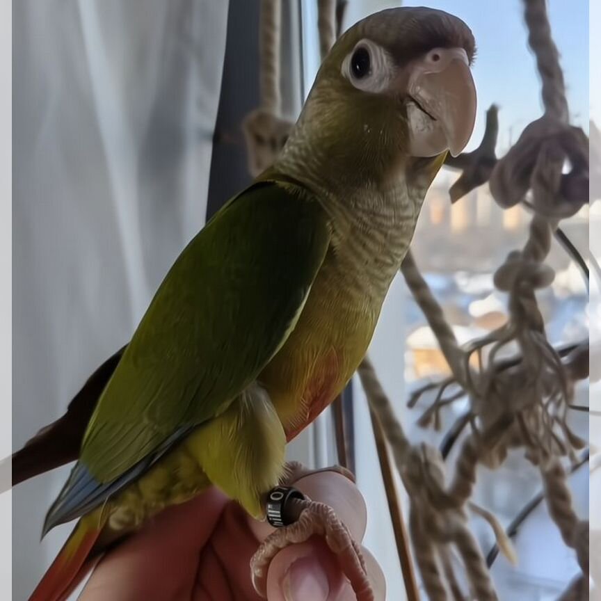 Попугай прирура