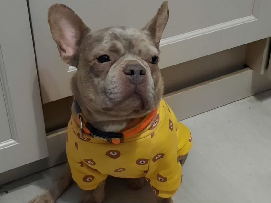 Французский бульдог мальчик