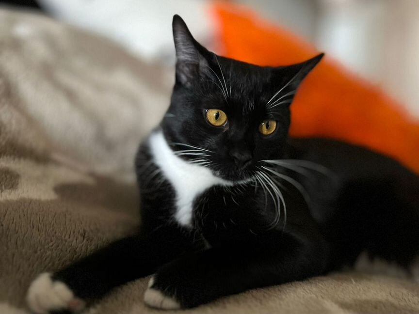 Котенок Лярош