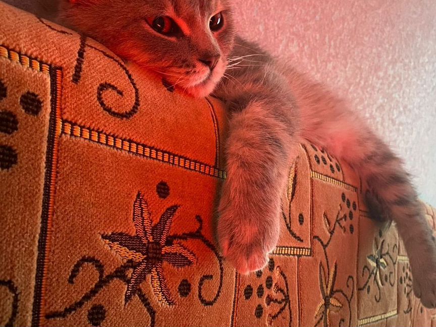 Кот свидание-вязка