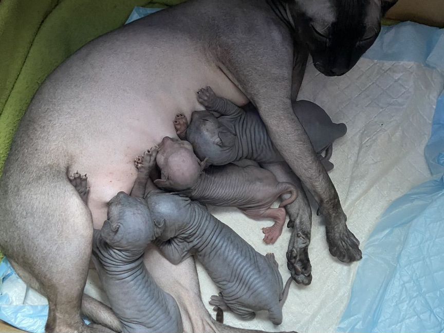 Канадский сфинкс