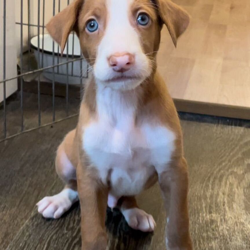 Поденко ибиценко щенки