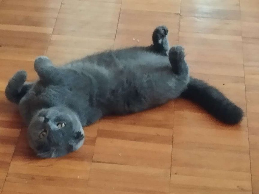 Шотландский кот вязка