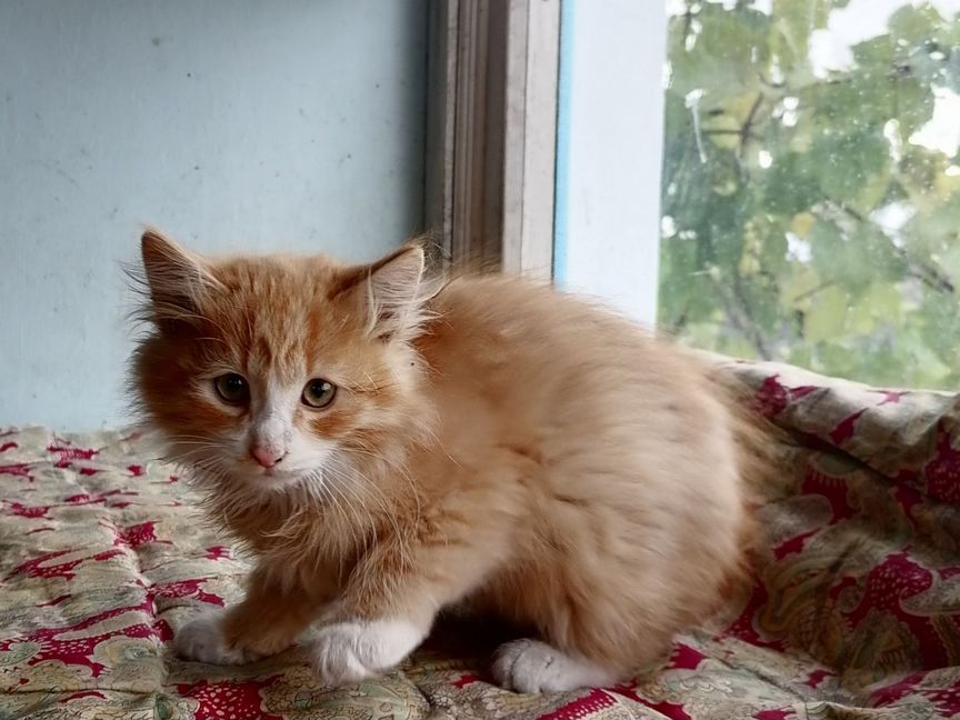 Котенок мальчик