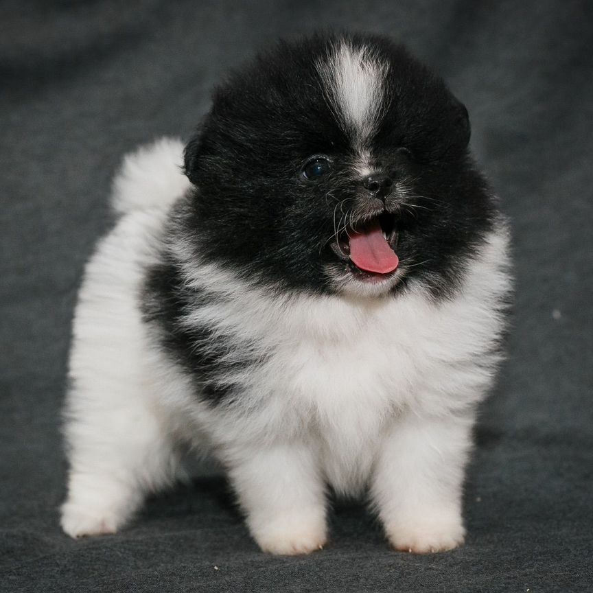 Померанский шпиц мальчик