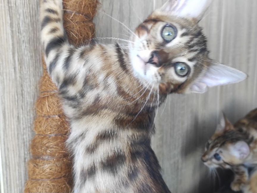 Бенгальская кошка