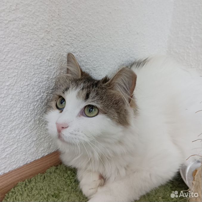 Беленькая кошечка