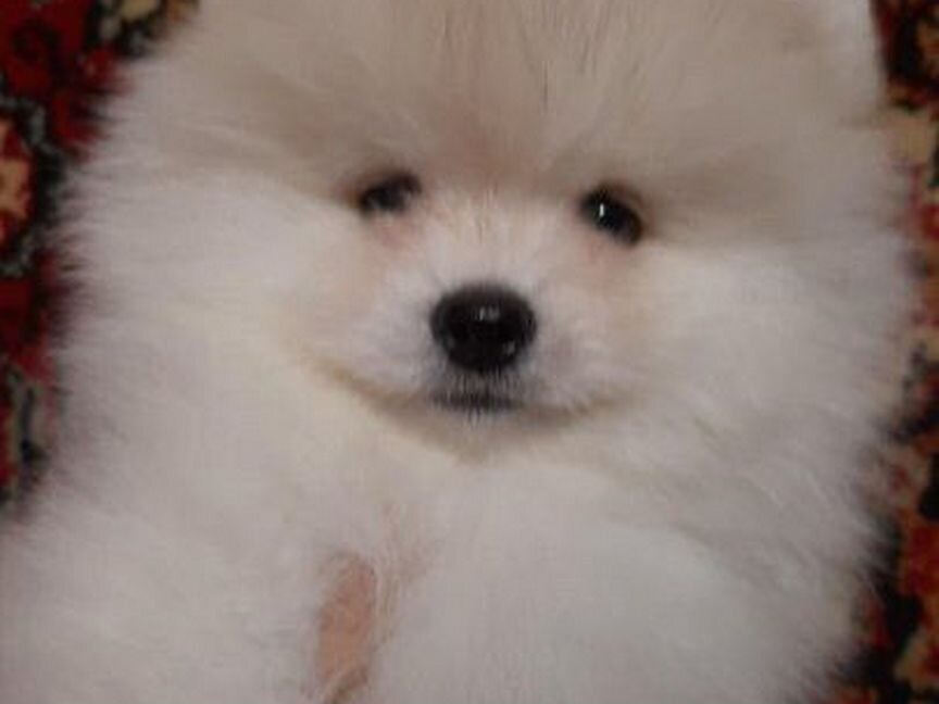 Померанский шпиц мини