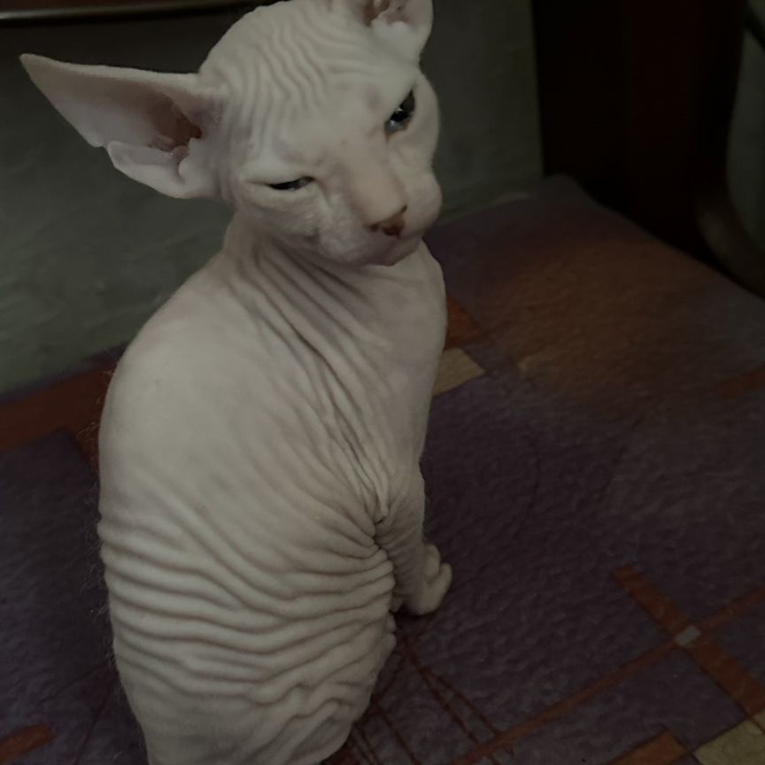 Донской сфинкс котята