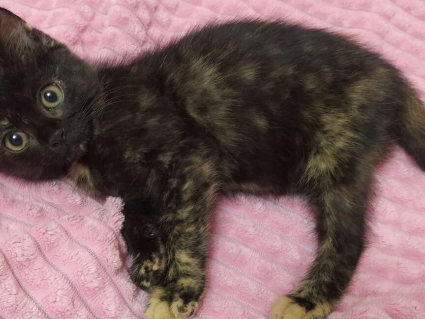 Кошечка 2,5 месяца в добрые руки