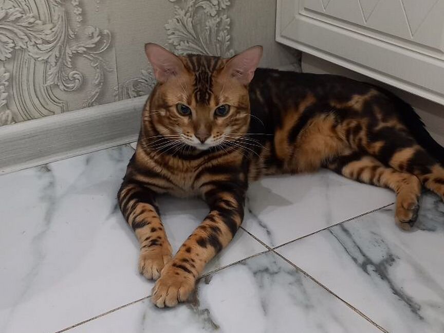 Бенгальская