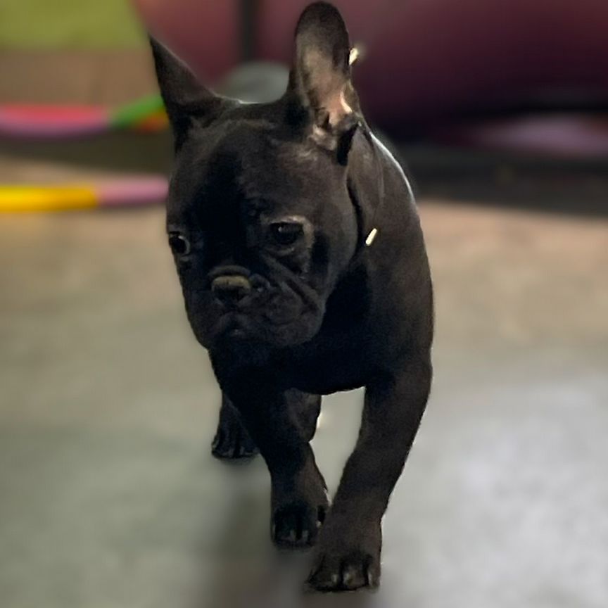 Французский бульдог, щенок