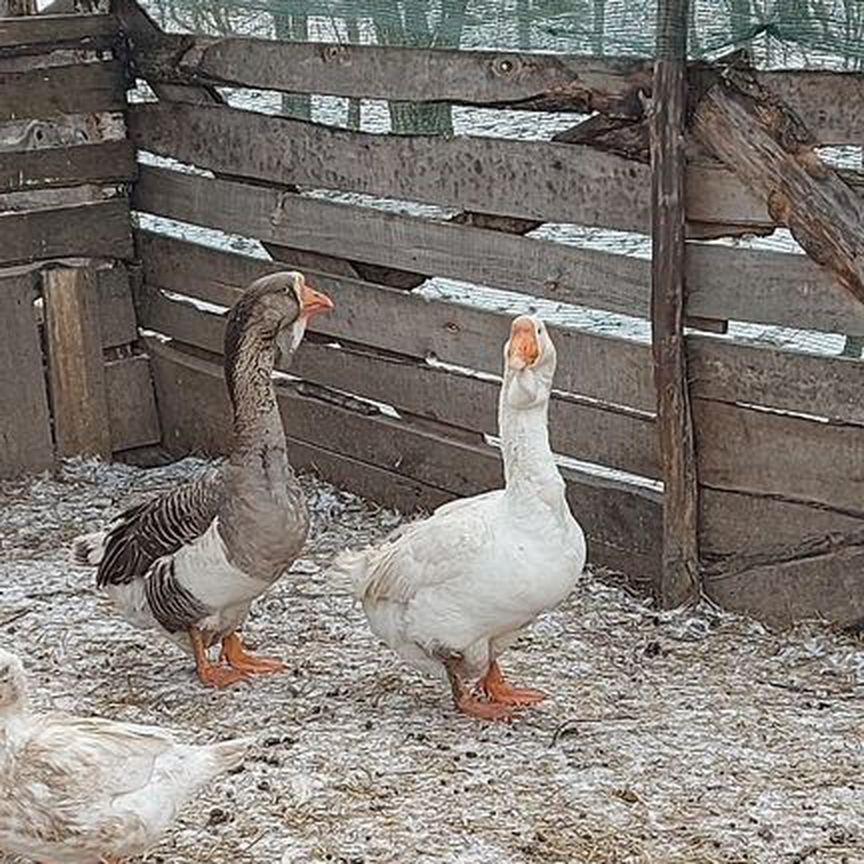 Холмогорские гуси
