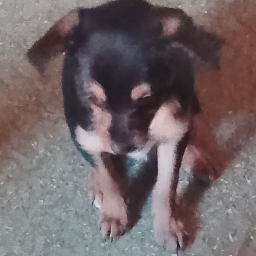 Русский той-терьер, щенок