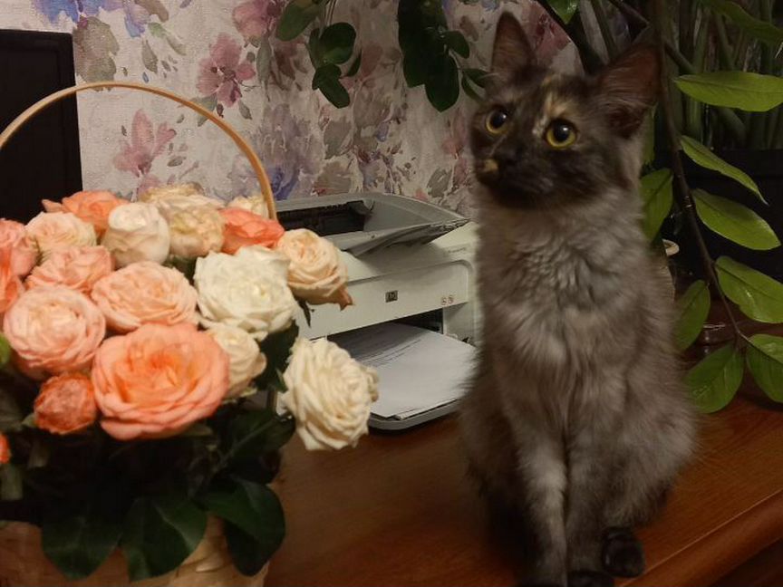 Умная кошечка ищет дом