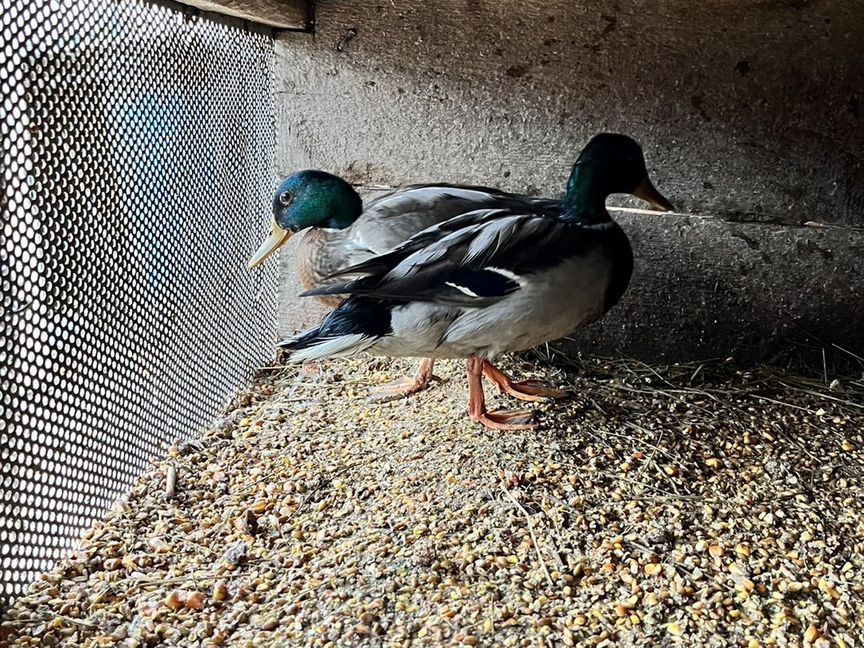 Дикие птицы