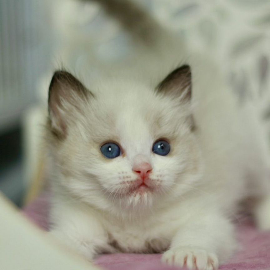Рэгдолл котёнок