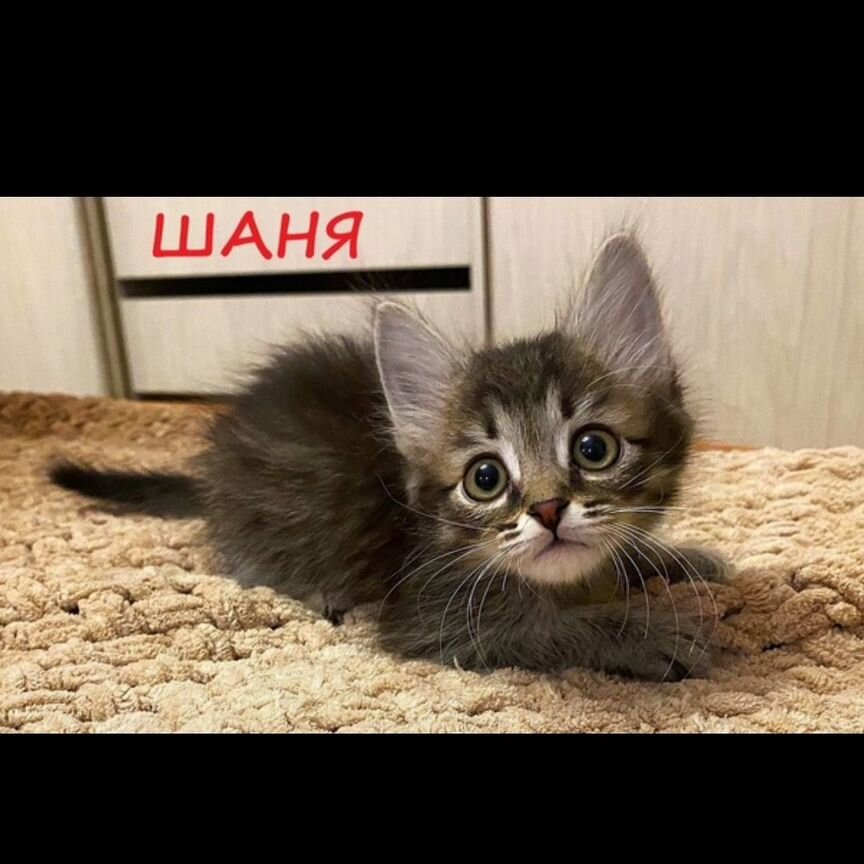 Мальчик, 2 мес
