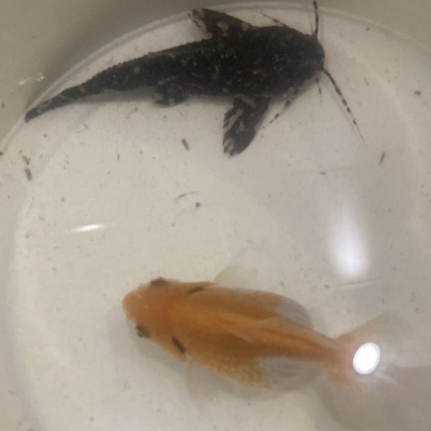 Сомики и рыбки