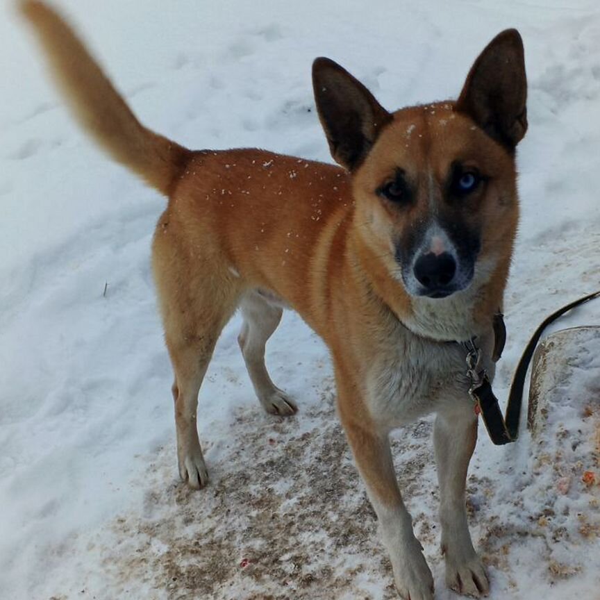 Сибирский хаски, щенок