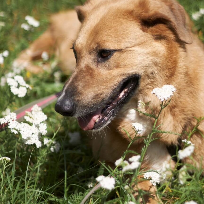 Рыжая Лея ждёт родителей