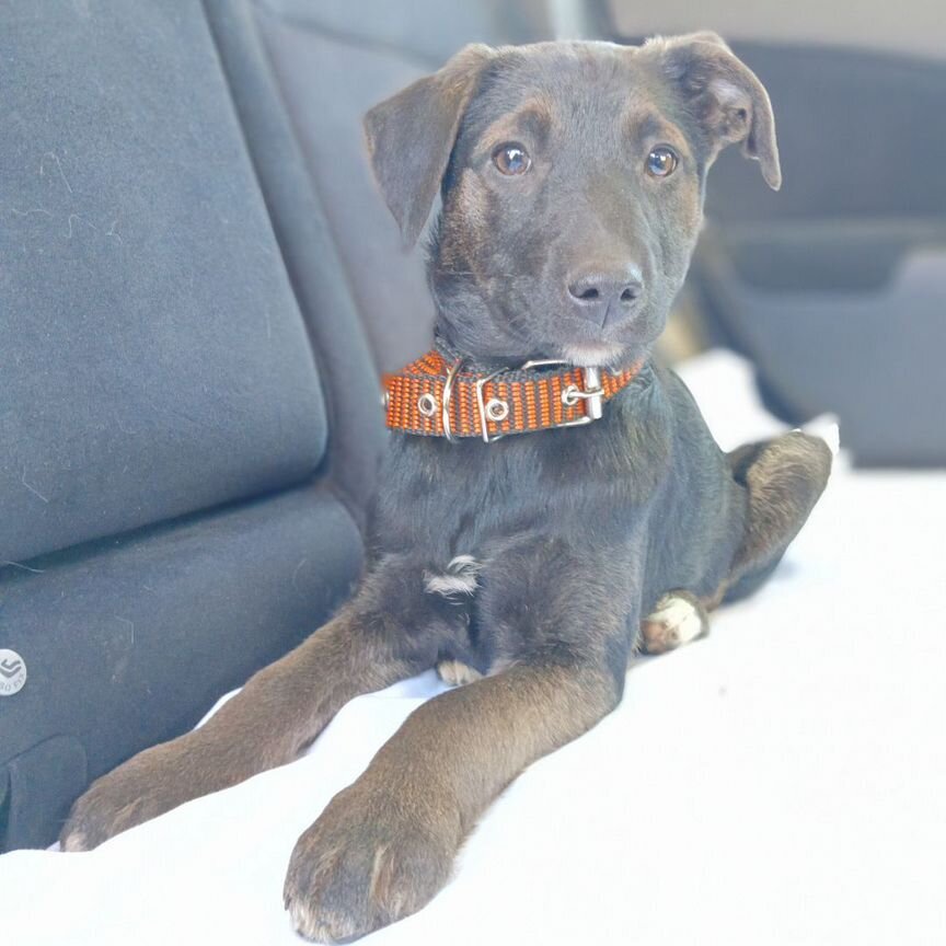 Щенок во двор, привезу