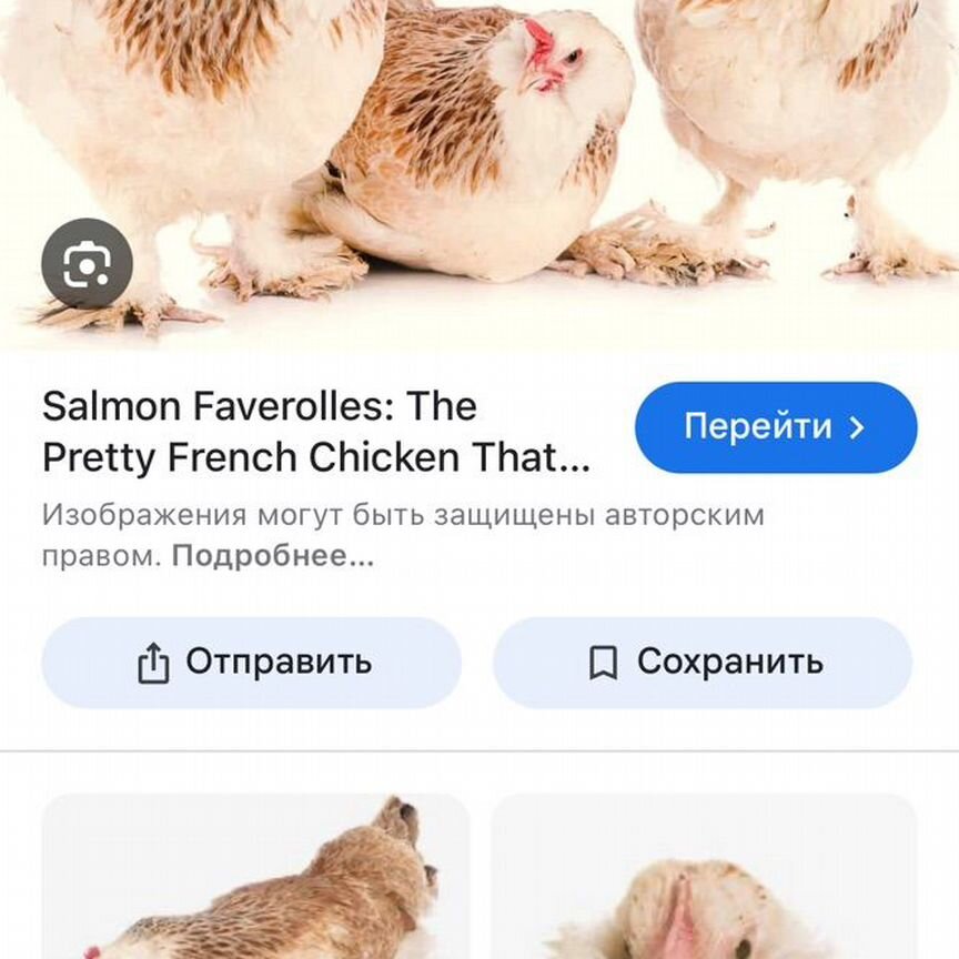 Курочки и петушок фавероль 7 плюс 1