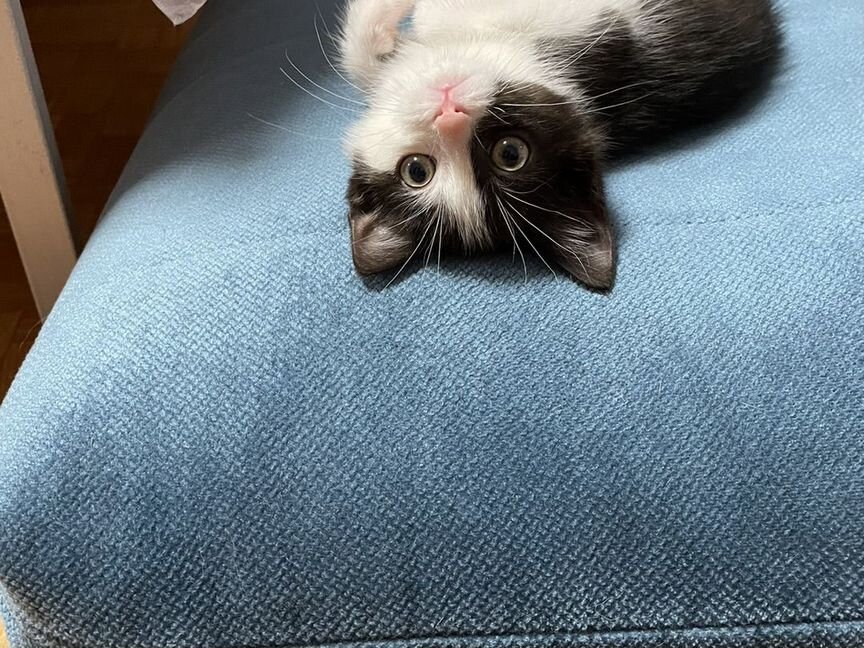 Отдам котенка в хорошие руки