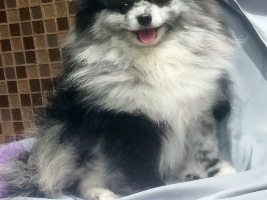 Шпиц, мрамор, кобель, 2 года