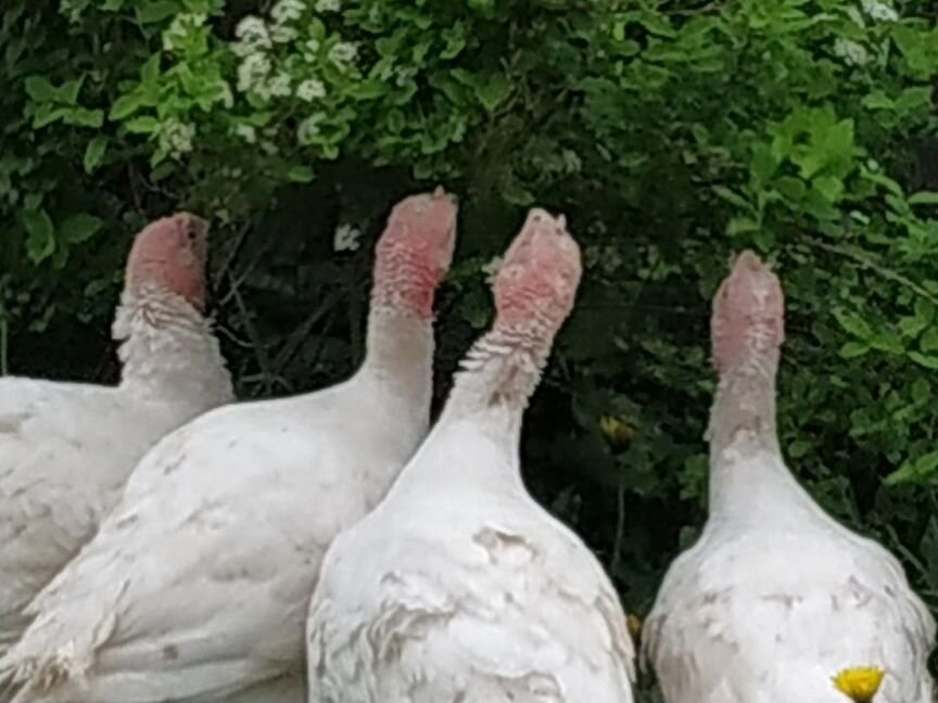 Индюки биг 6