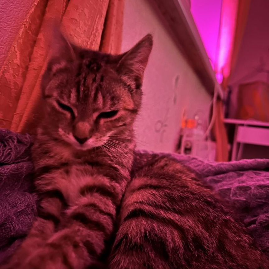 Кошка