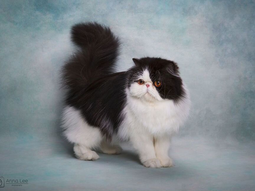 Персидская кошечка
