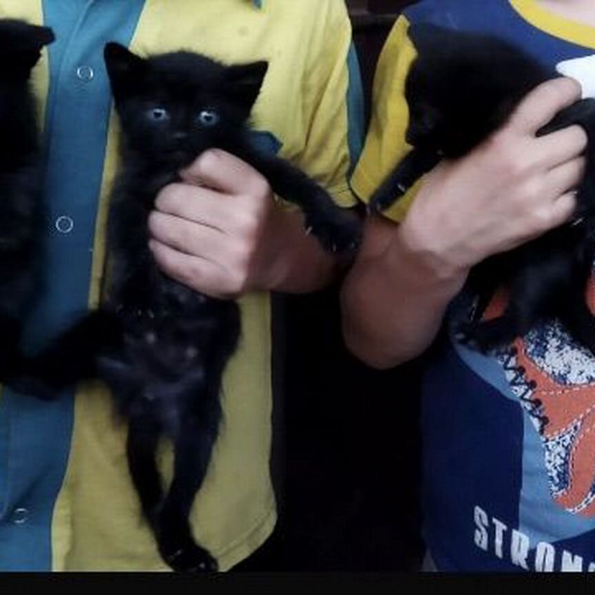 Подкидыши котятки