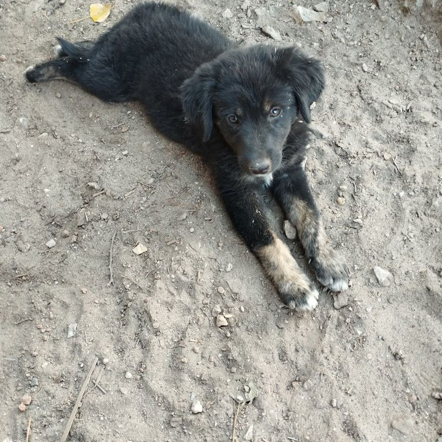 Помогите спасти малышей