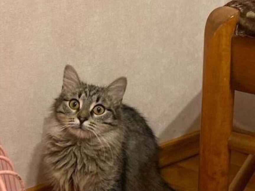 Фросинька срочно ищет домик