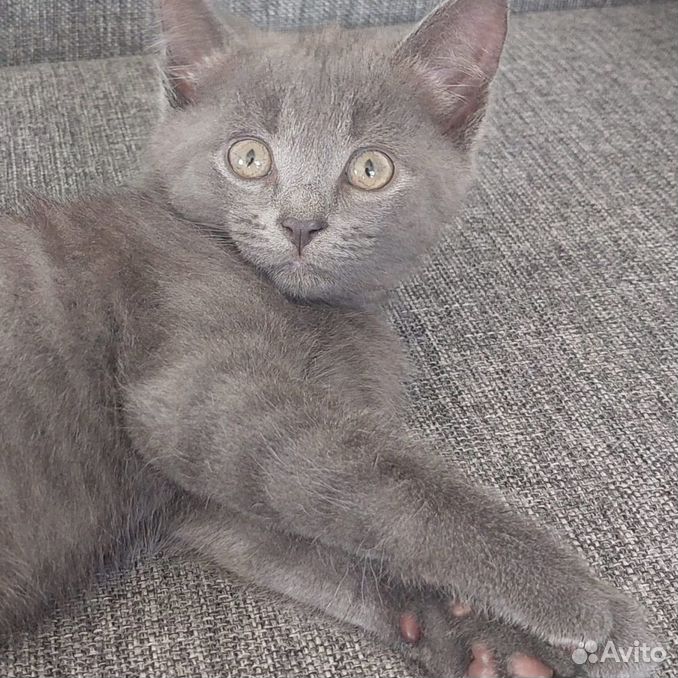 Котенок 1,5 мес мальчик ждет родителей