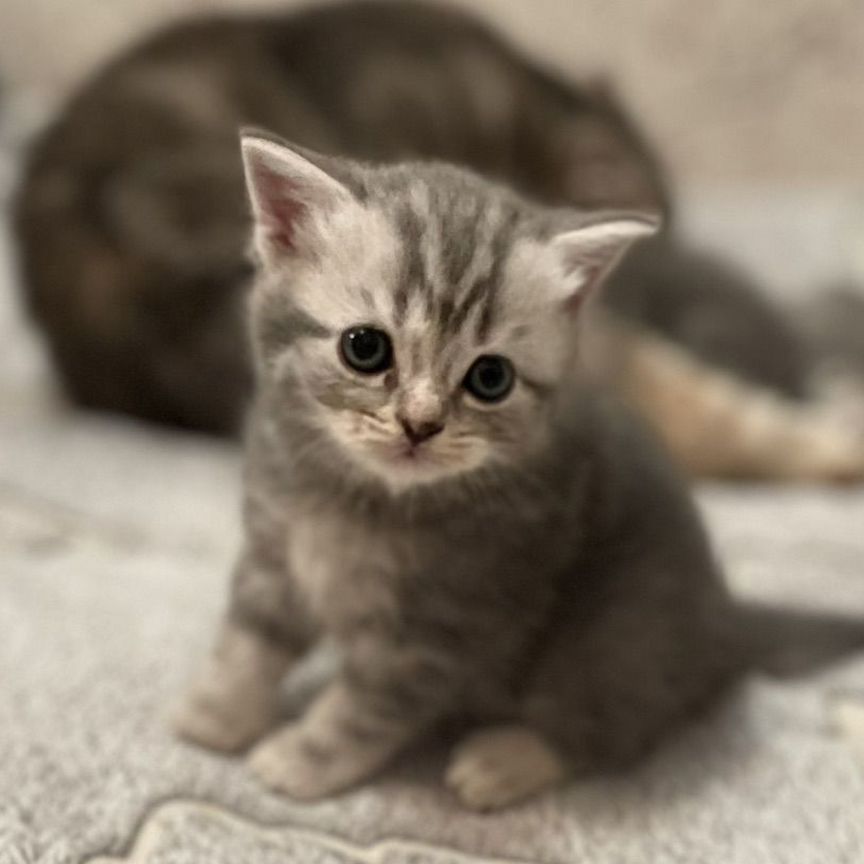 Шотландская