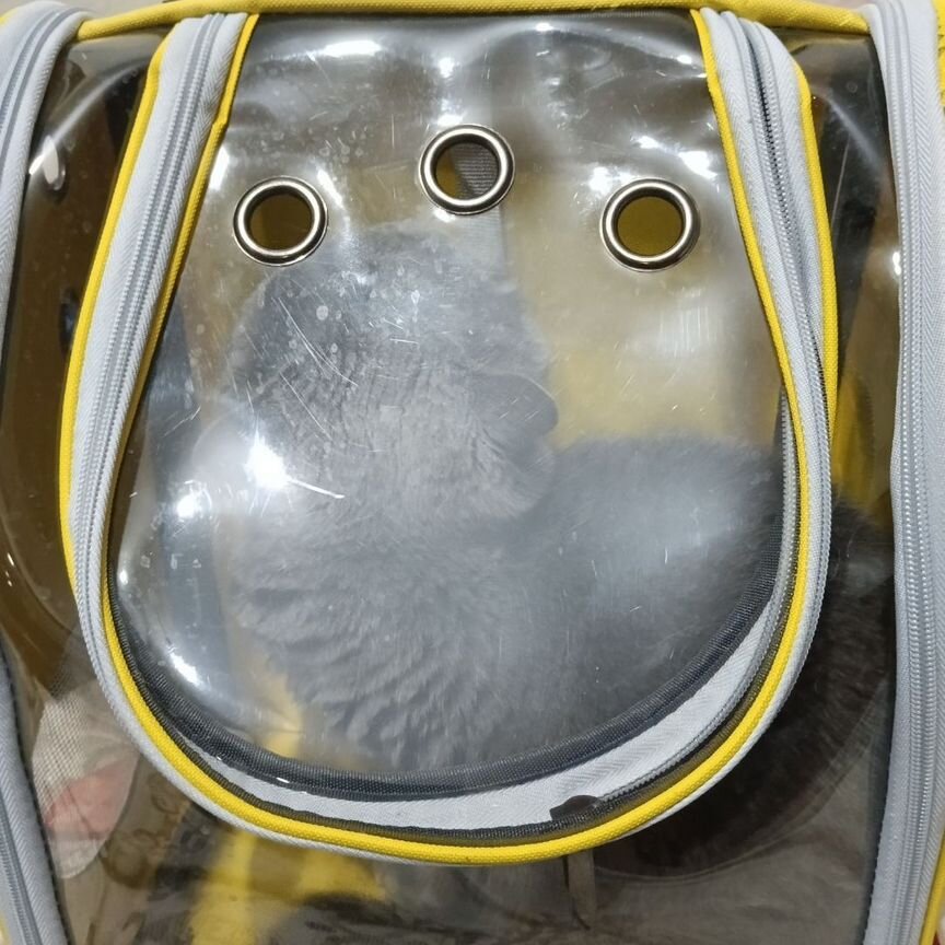 Переноска для кошек бу