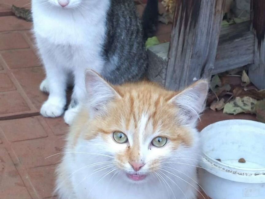 Кошка