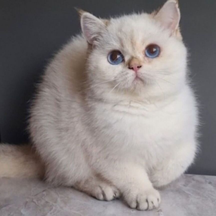 Мальчик золотой колорпойнт