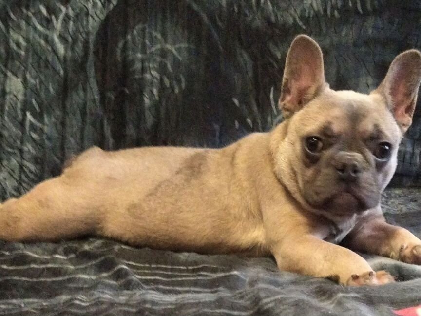 Французский бульдог